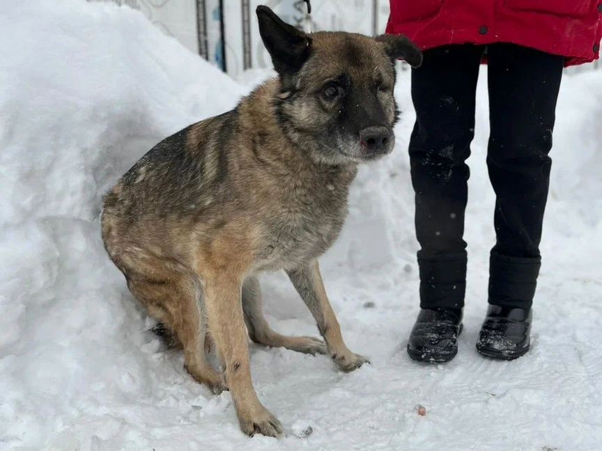 Собака из приюта ждет семью