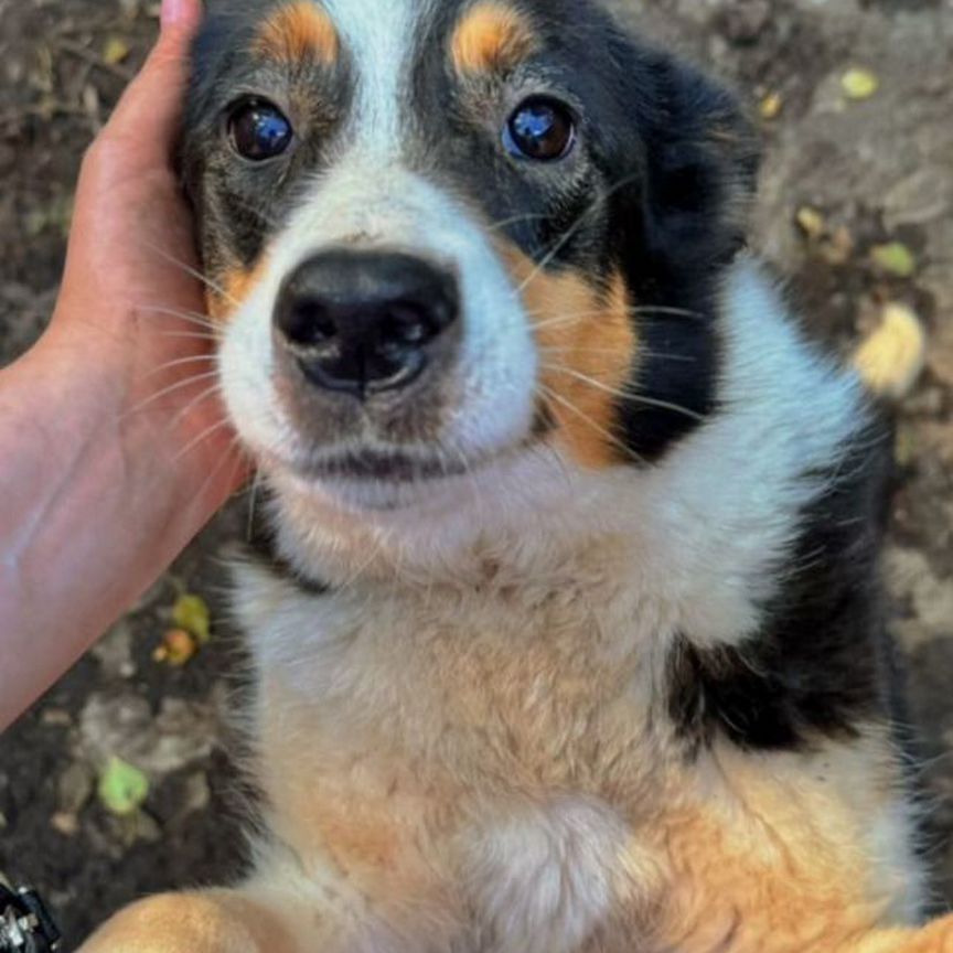 Пёсик в добрые руки