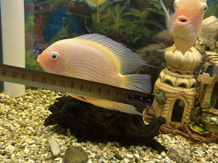 Северум, сом