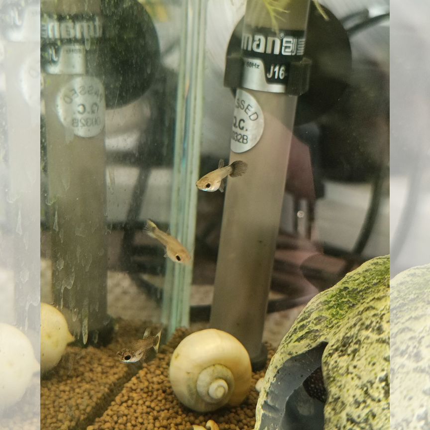 Мальки гуппи