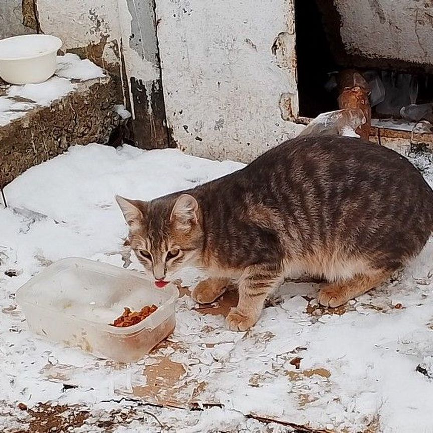 Красивый кот на улице