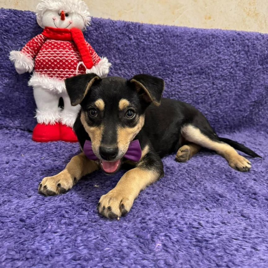 Собака в добрые руки