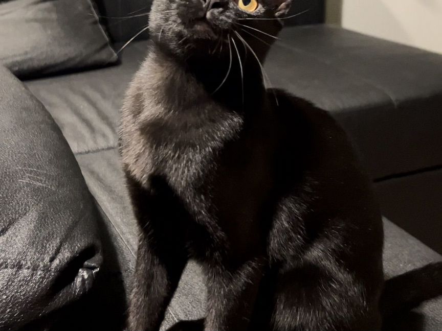 Бомбейский котёнок