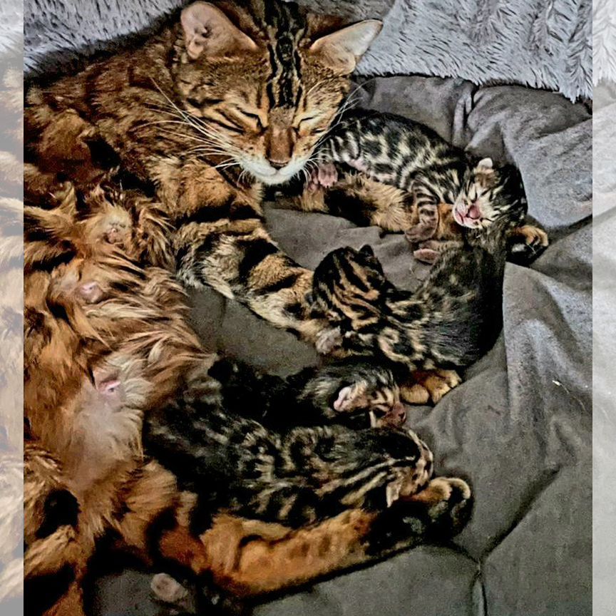 Бенгальские котята