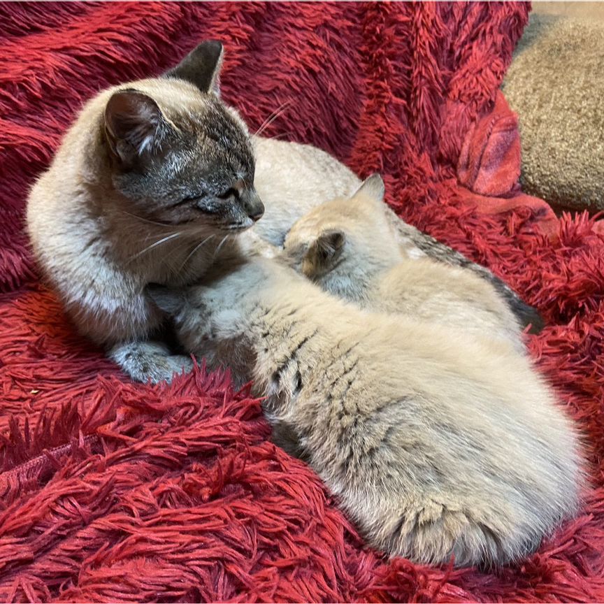 Сиамский котёнок