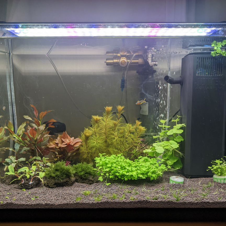 Аквариумные растения