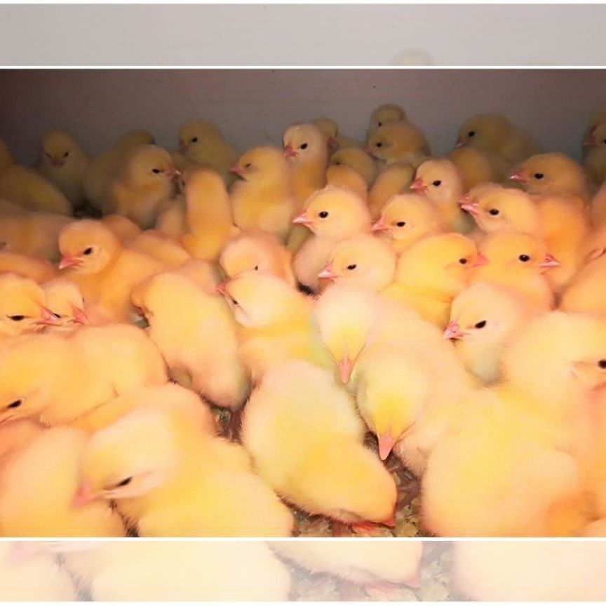 Птенцы куриц, бройлеров и уток