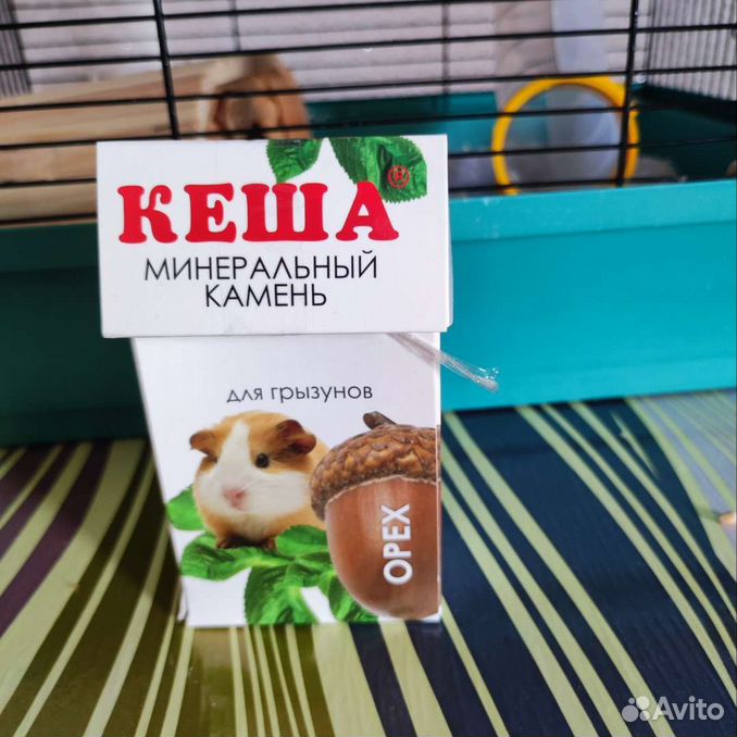 Джунгарский хомяк мальчик