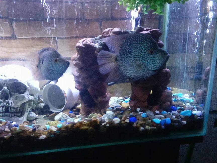 Цихлозома бриллиантовая (попугай бриллиантовый)