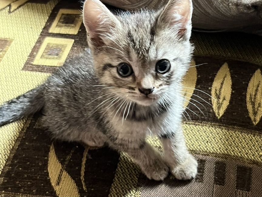 Кошка