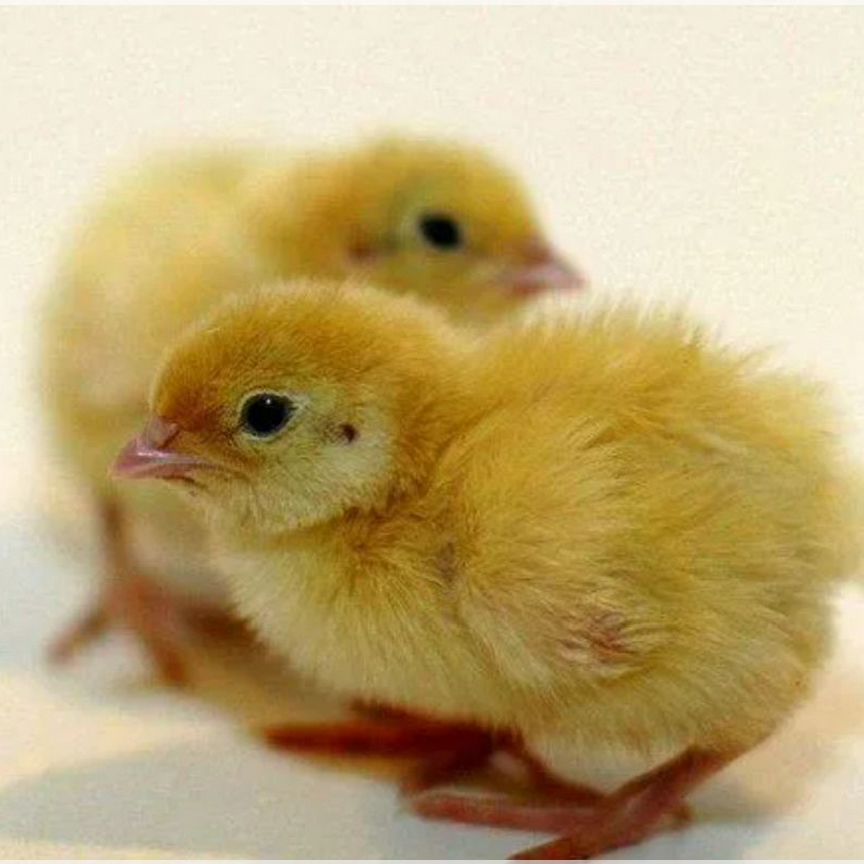 Цыплята перепелов