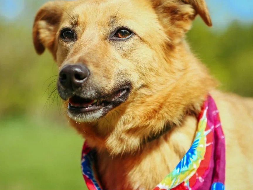 Собака из приюта спасите