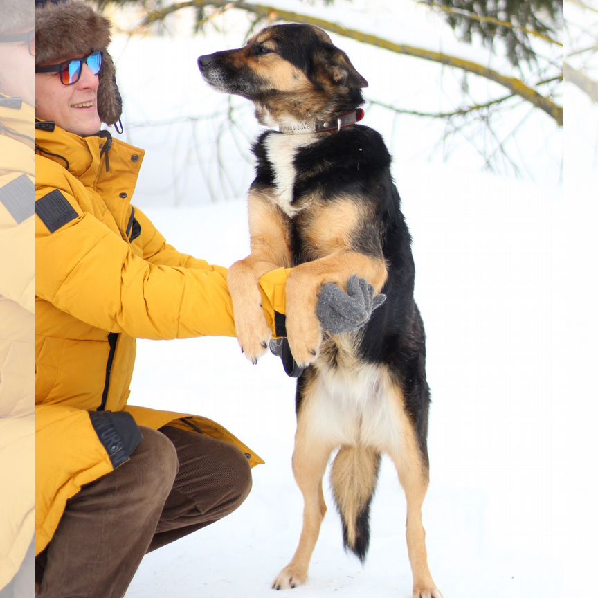 Взрослая собака в добрые руки