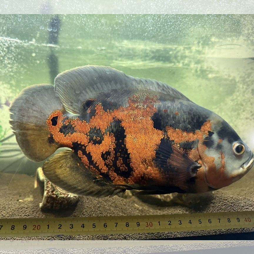 Астронотус глазчатый тигровый 2,5 года цихлида