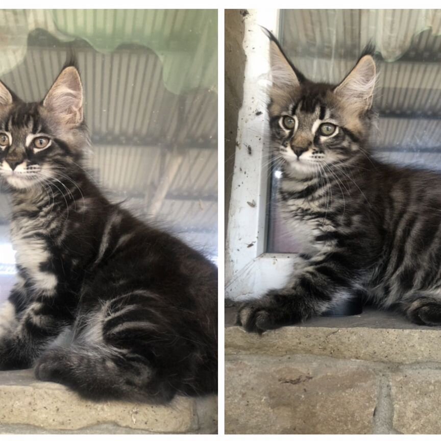 Котята мейн-кун