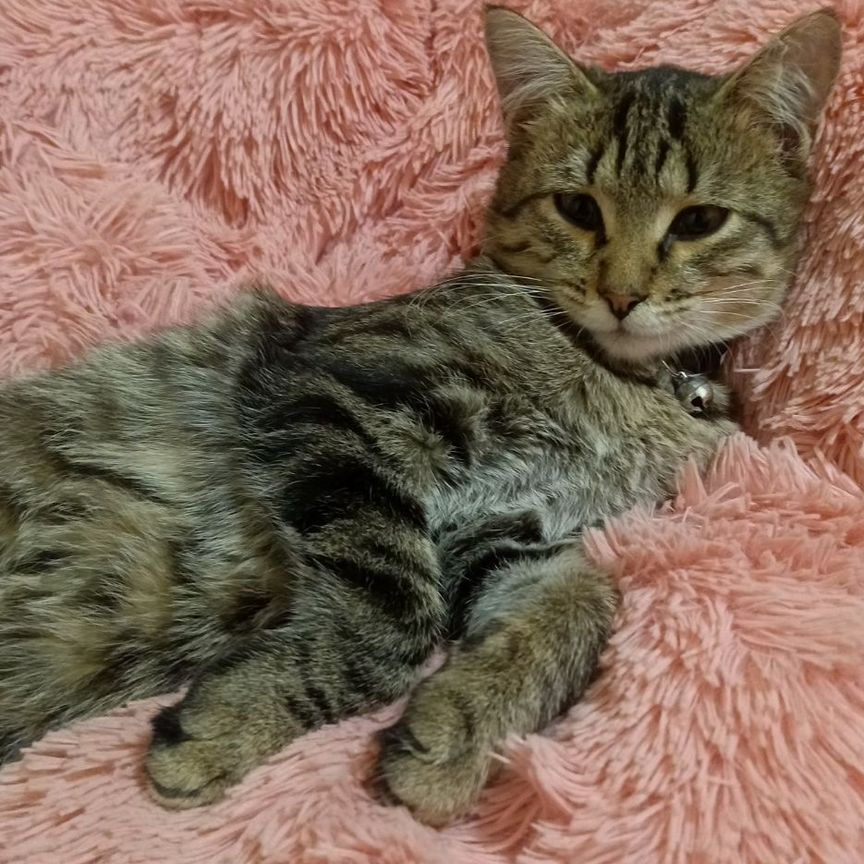 Котенок