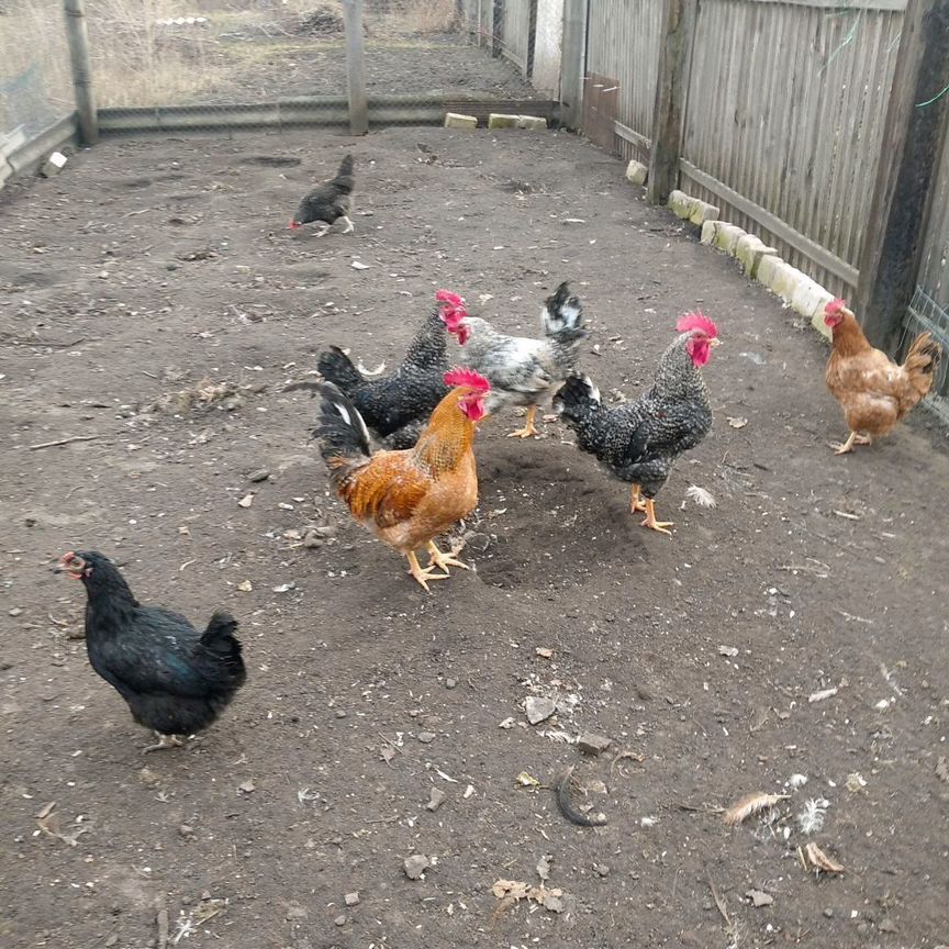 Продам молодых петушков