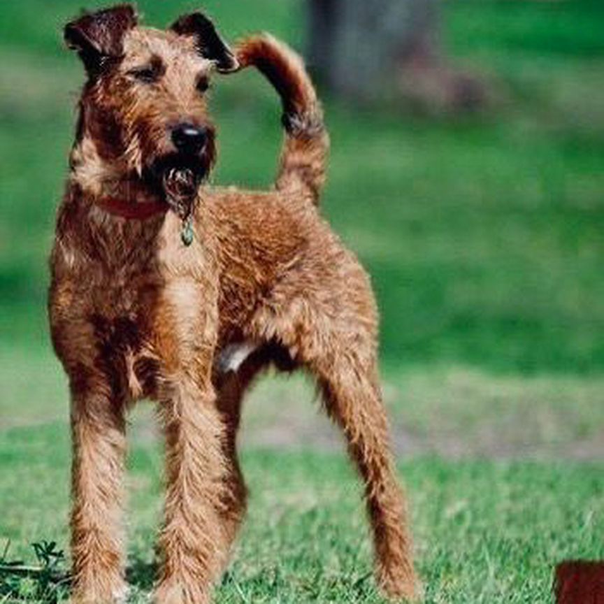 Пристраивается щенок