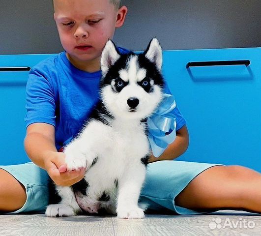 Сибирские Хаски Отборные Красавцы для вас