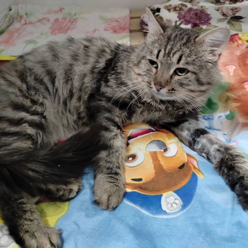 Кот Матрос в приюте