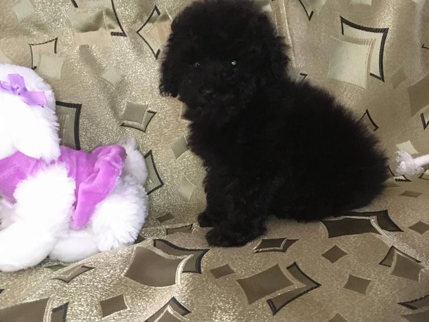 Той пудель девочка