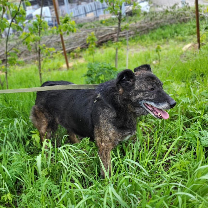 Собака Чудесный Балин