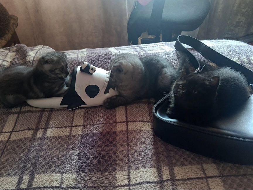 Шотландские котята