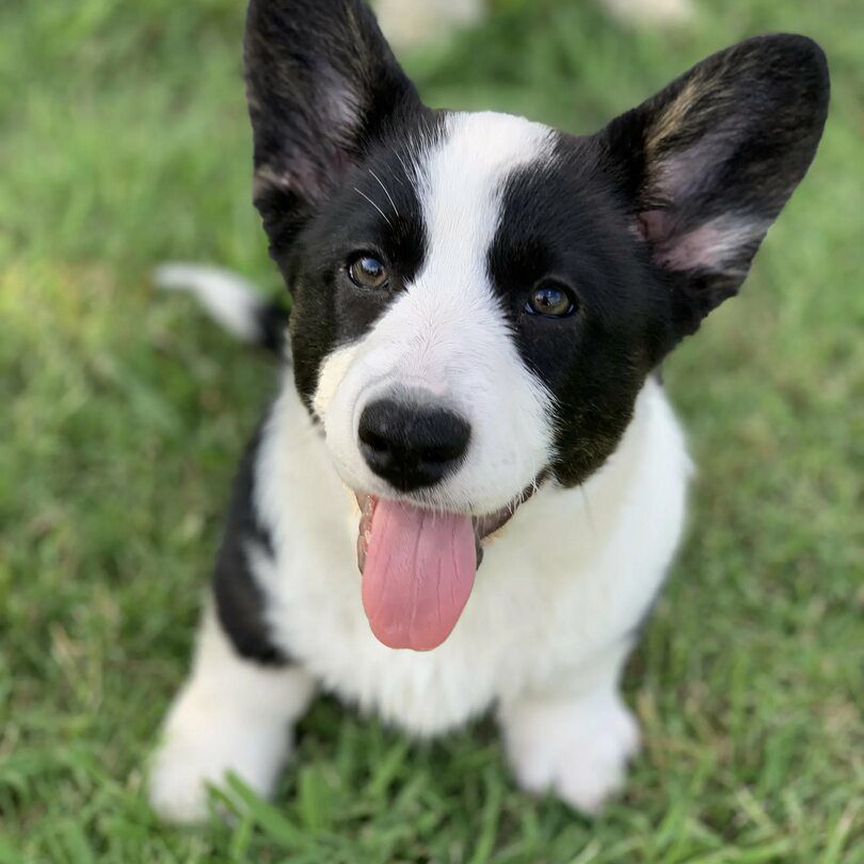 Вельш Корги Кардиган, щенок