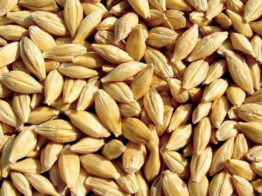 Пшеница, Ячмень, Овëс