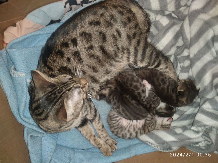 Котята (полу)бенгальские в добрые руки