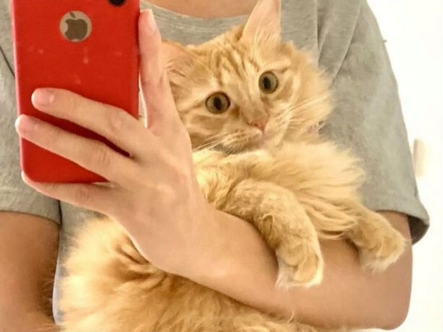 Спасённый котопёс в поисках семьи