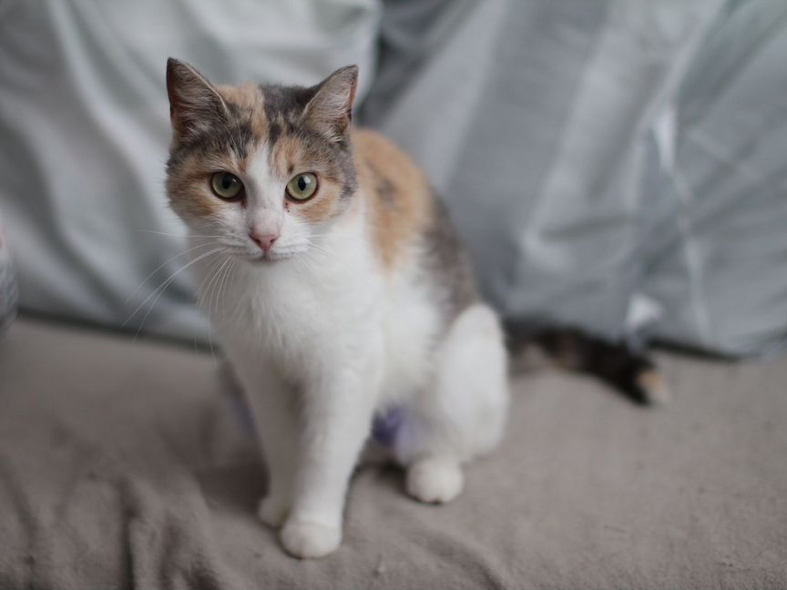 Красавица-трехцветка Триша ищет дом