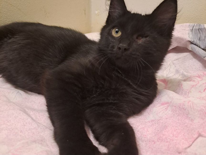 Котенок в добрые руки бесплатно