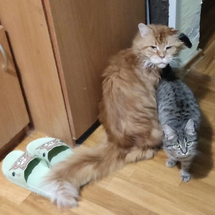 Кот
