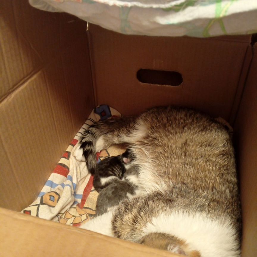 Одам добрые руки котят от породы сямского кота