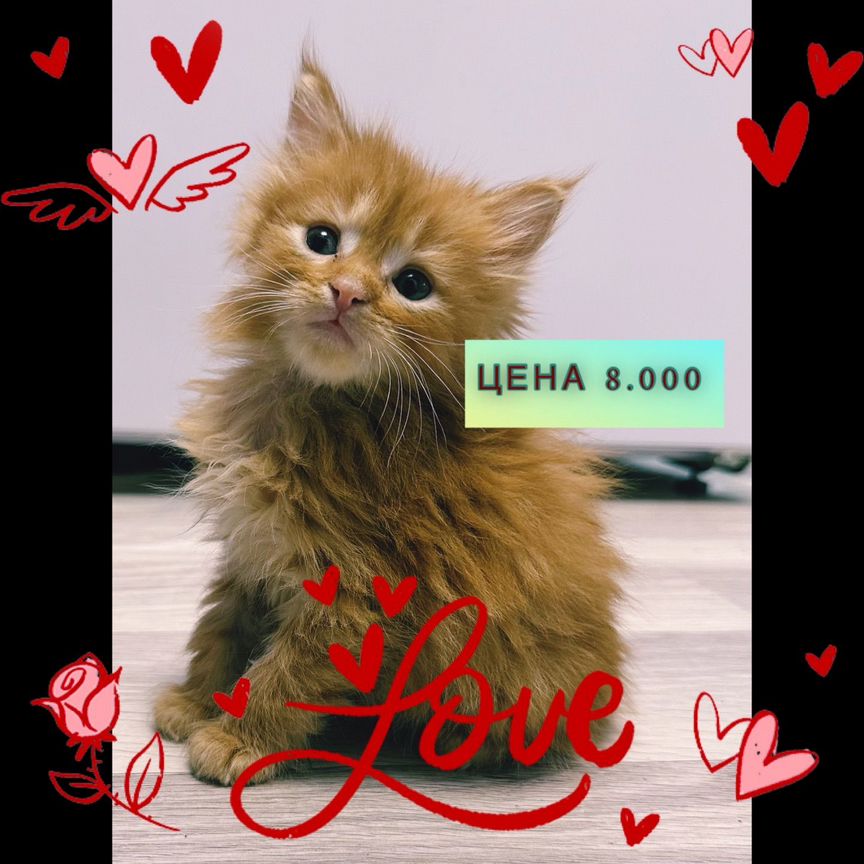 Мейн-кун котёнок