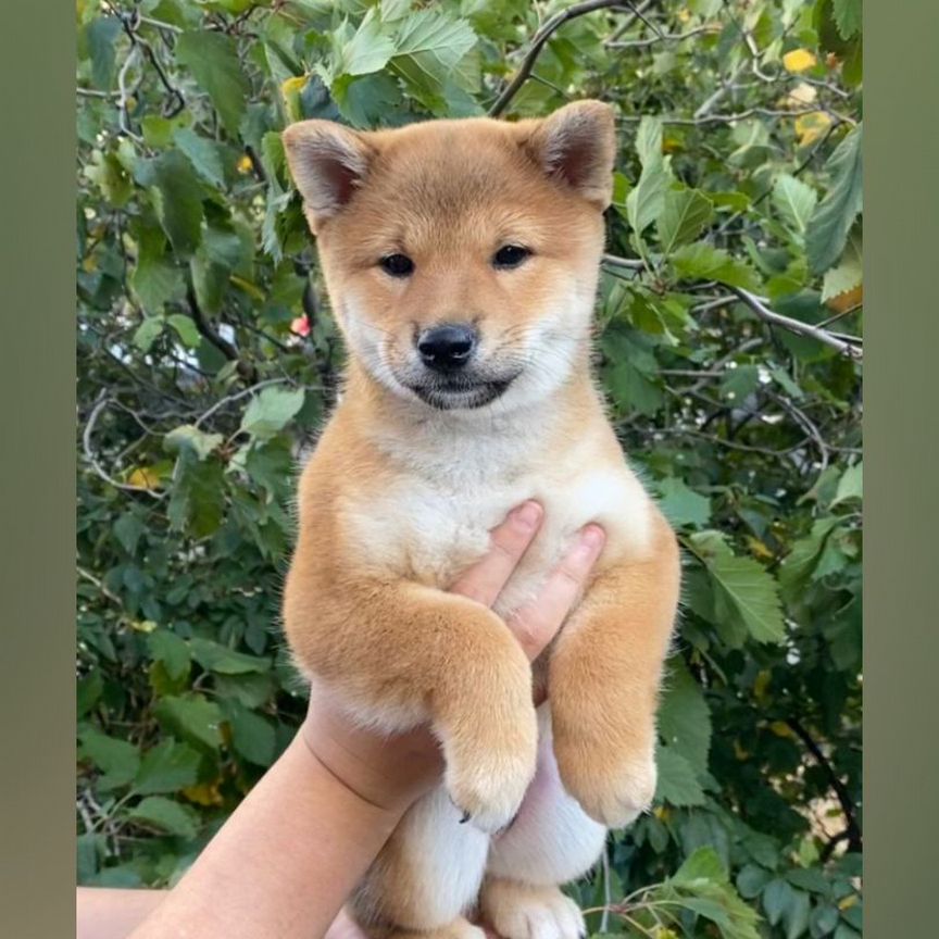 Сиба ину (Шиба ину) девочка