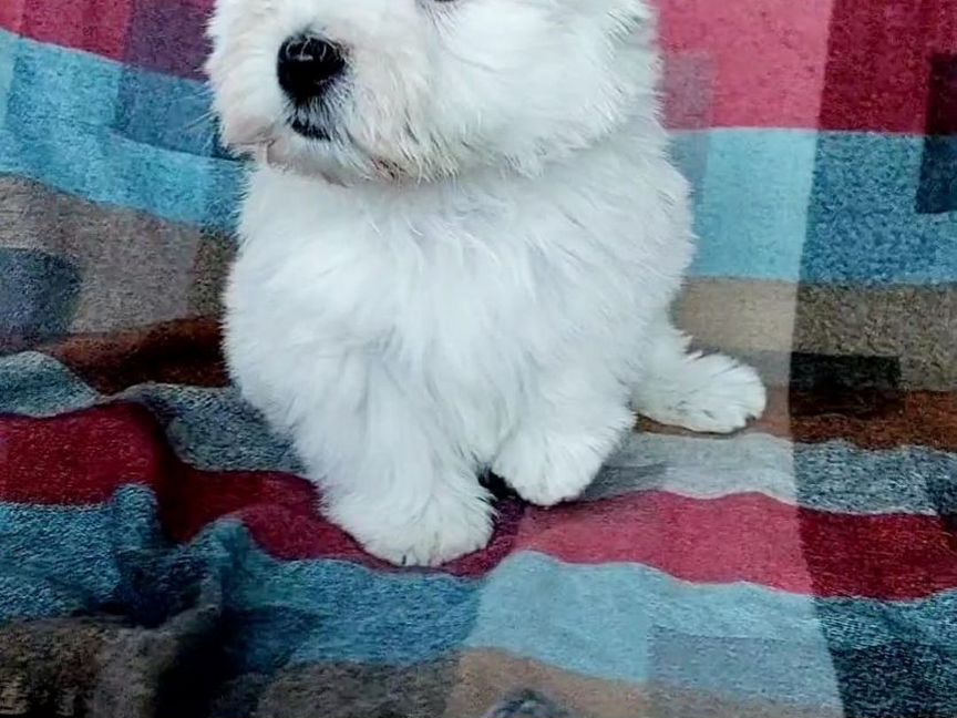 Вест хайленд вайт терьер