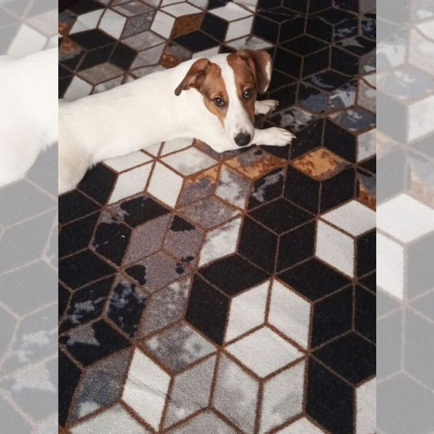 Джек-рассел-терьер, щенок