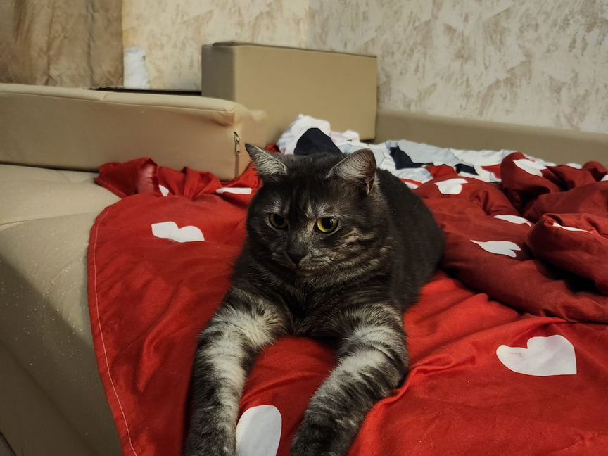 Кошечка шотландка