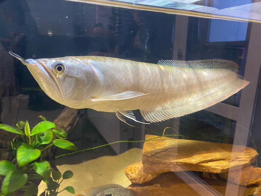 Аравана, аквариумная рыба