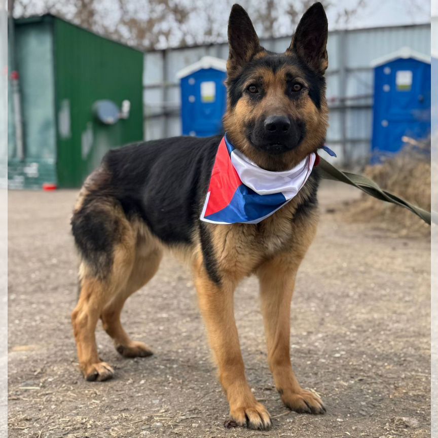 Взрослый пёс в добрые руки