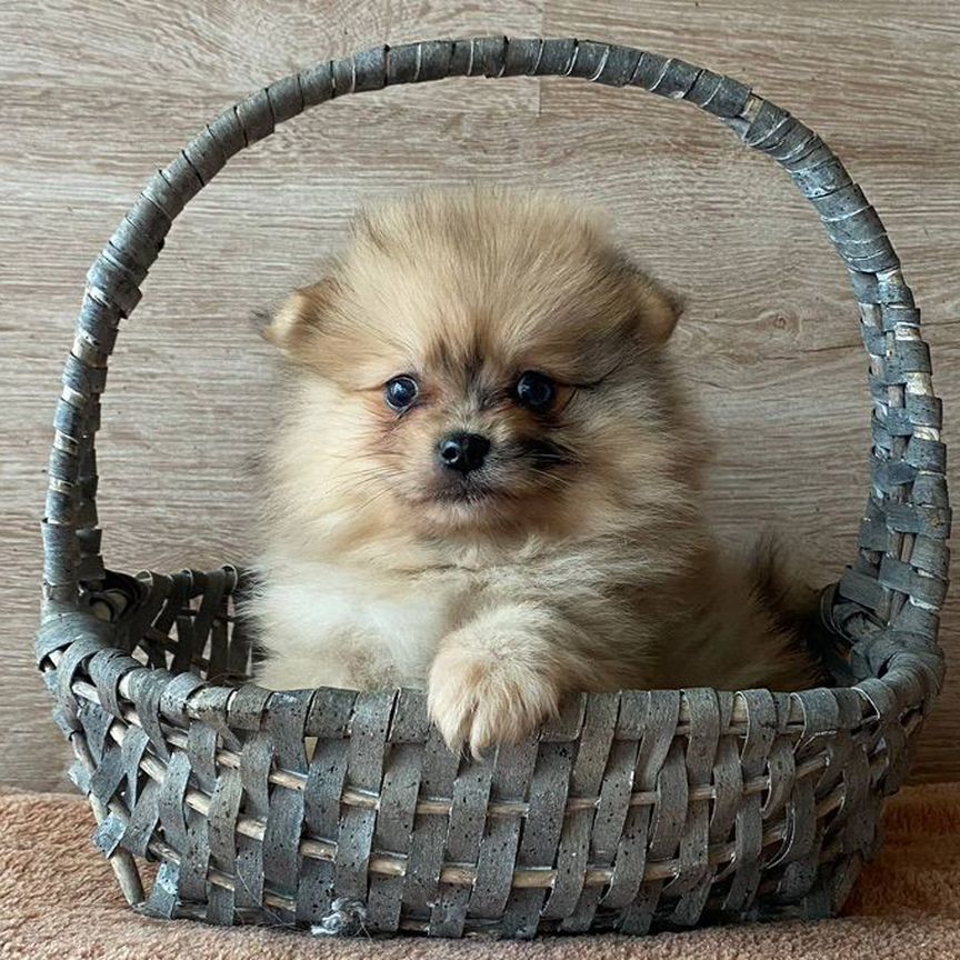 Померанский шпиц, щенок