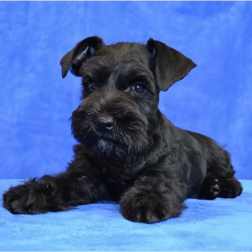 Цвергшнауцер, щенок