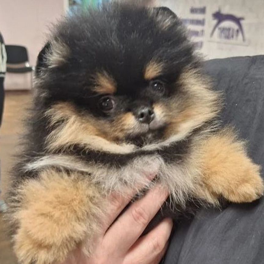 Померанский шпиц, щенок