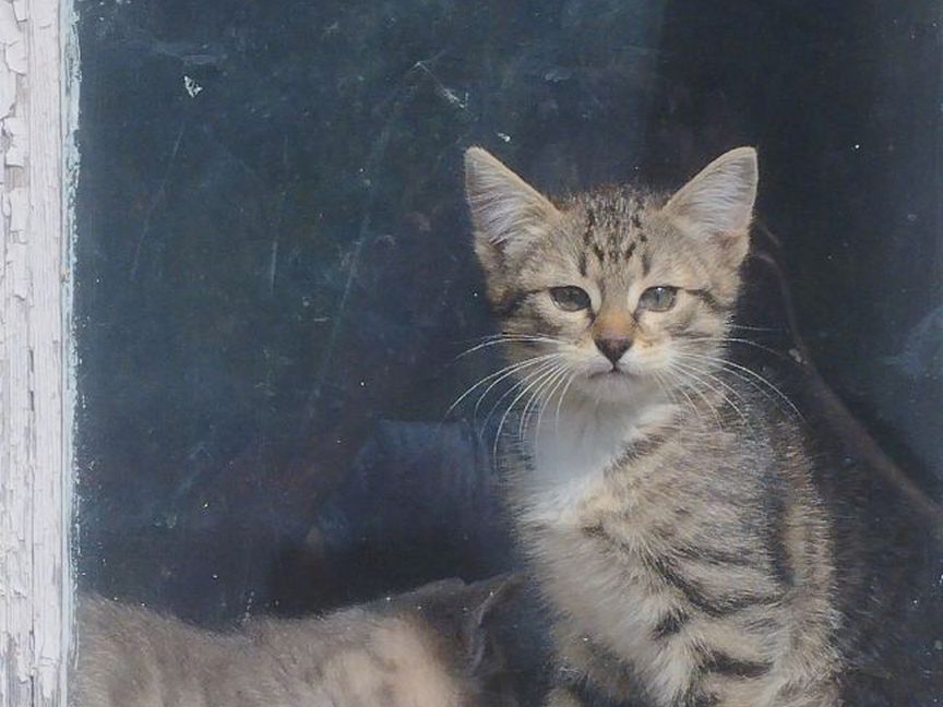 Котята в добрые руки девочки
