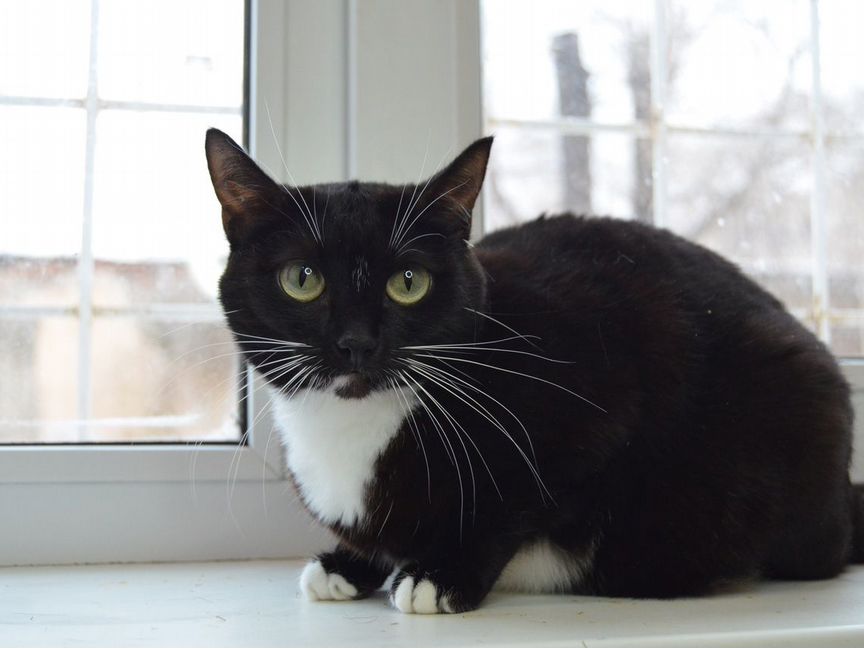 Отдам умную кошечку 1 год. Стерильная