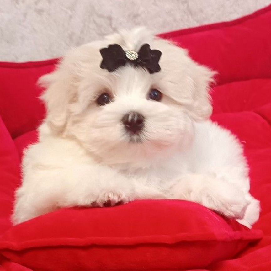 Мальтийская болонка, щенок