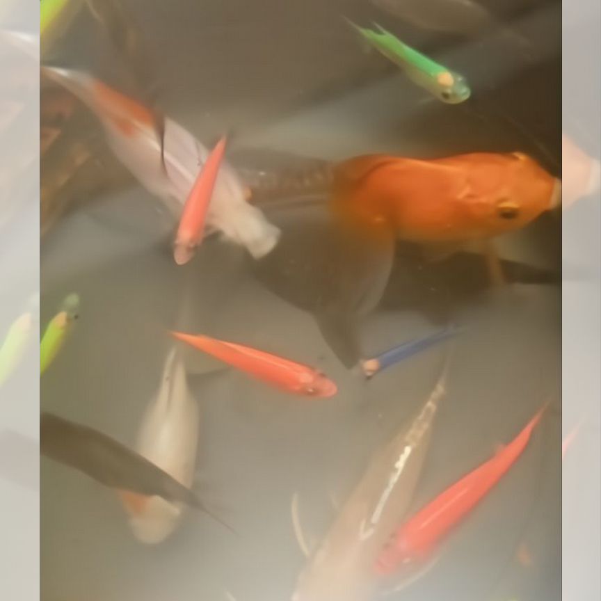 Золотые рыбки, сом Тарханкут