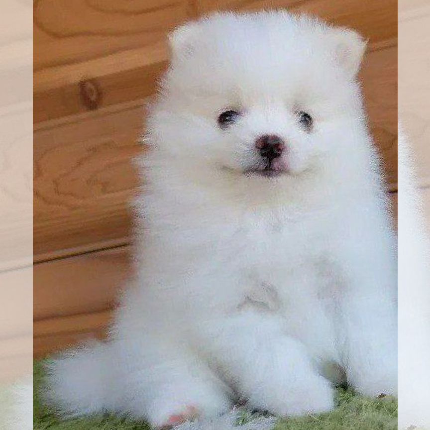 Померанский шпиц